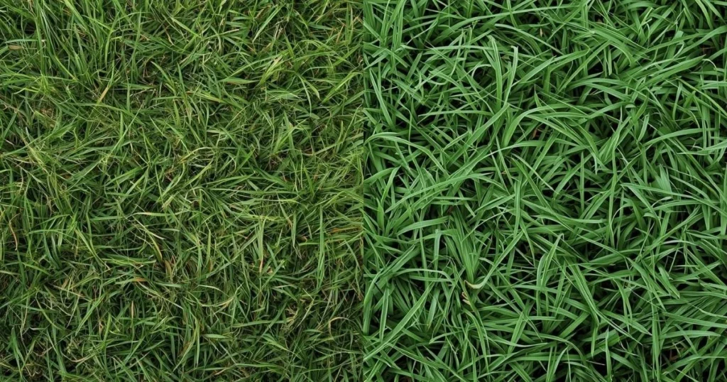 Is Rhizomatous Tall Fescue Worth It? Real Performance Explained